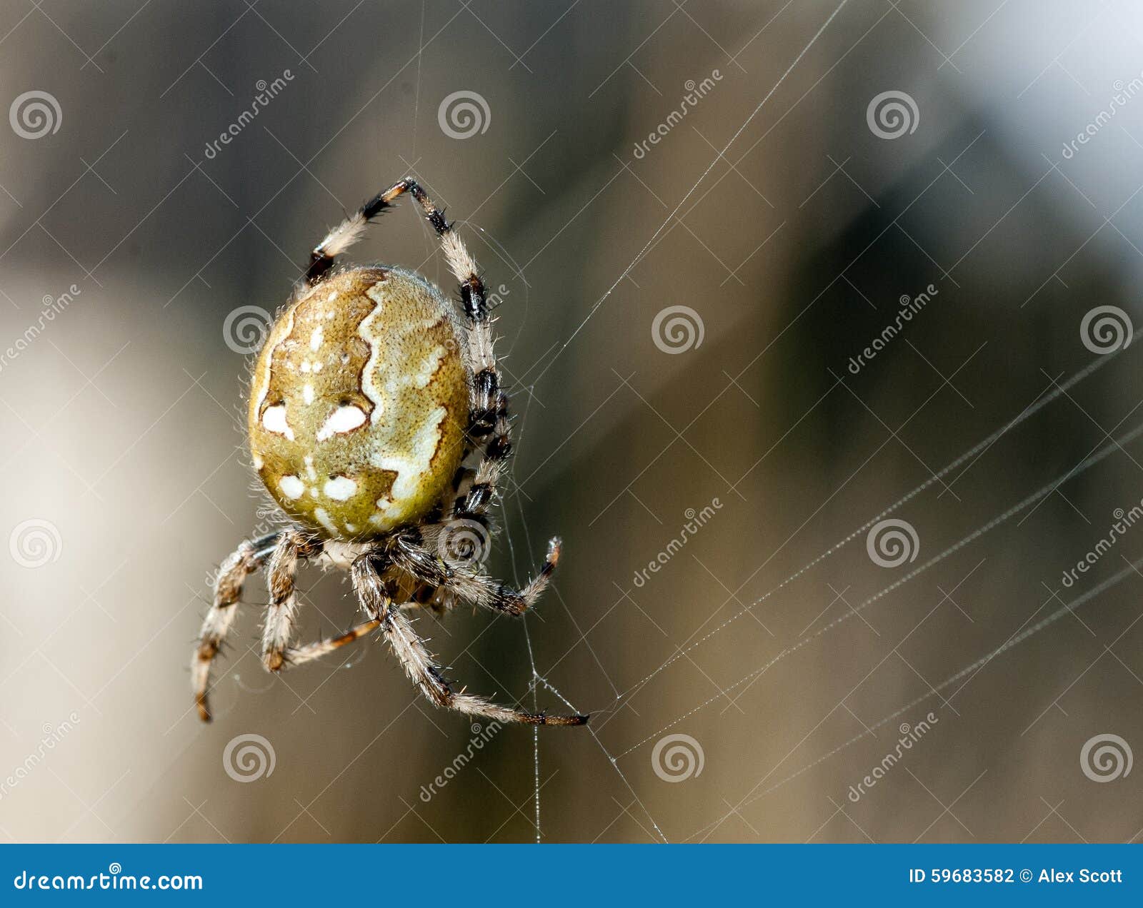 4-spotted orb spider stock photo. Image of building, spider - 59683582