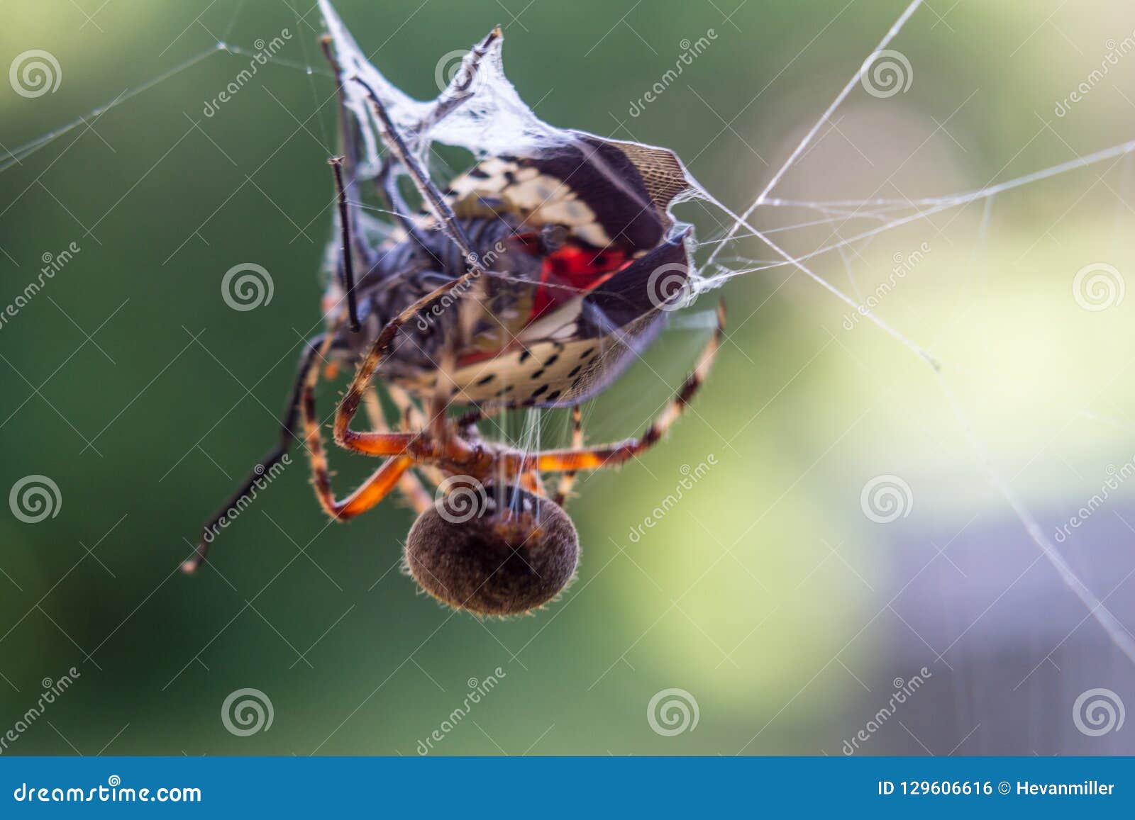 Spotted Orb Weaver Spider with Spotted Lantern Fly Trapped in Its Web ...