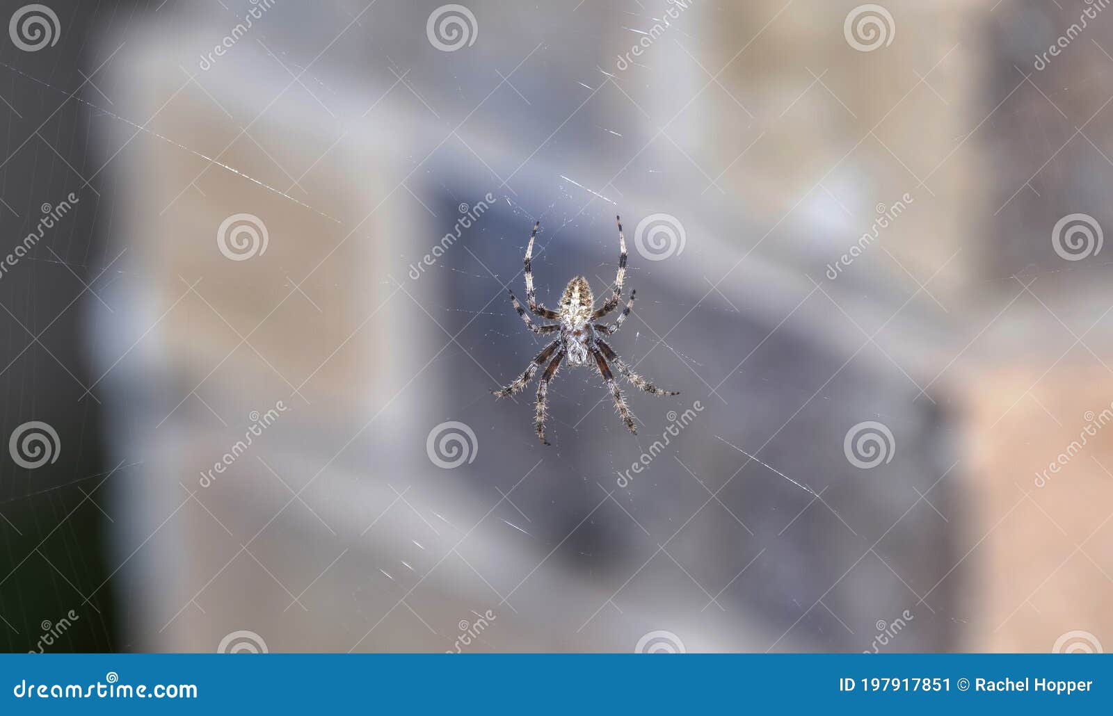 A Spotted Orbweaver Genus Neoscona Spider in Its Web Stock Image ...