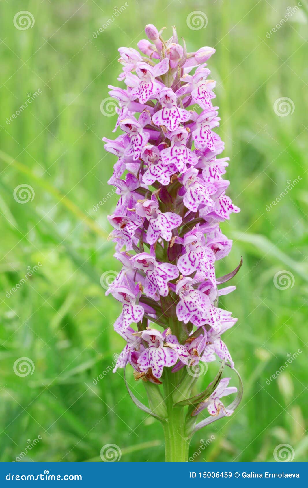 Orchis. Royalty-Free Stock Photography | CartoonDealer.com #11632805