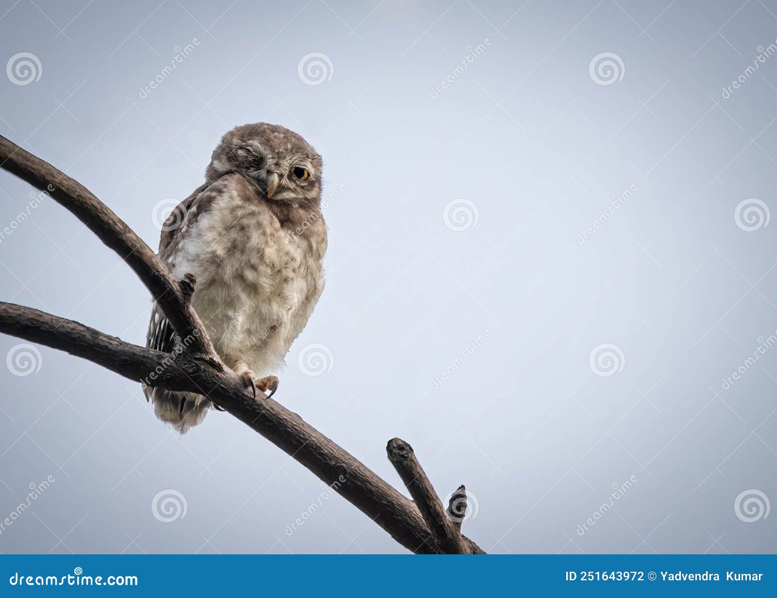 Spotted Owl with Eye Blinking Stock Photo - Image of wild, animal ...