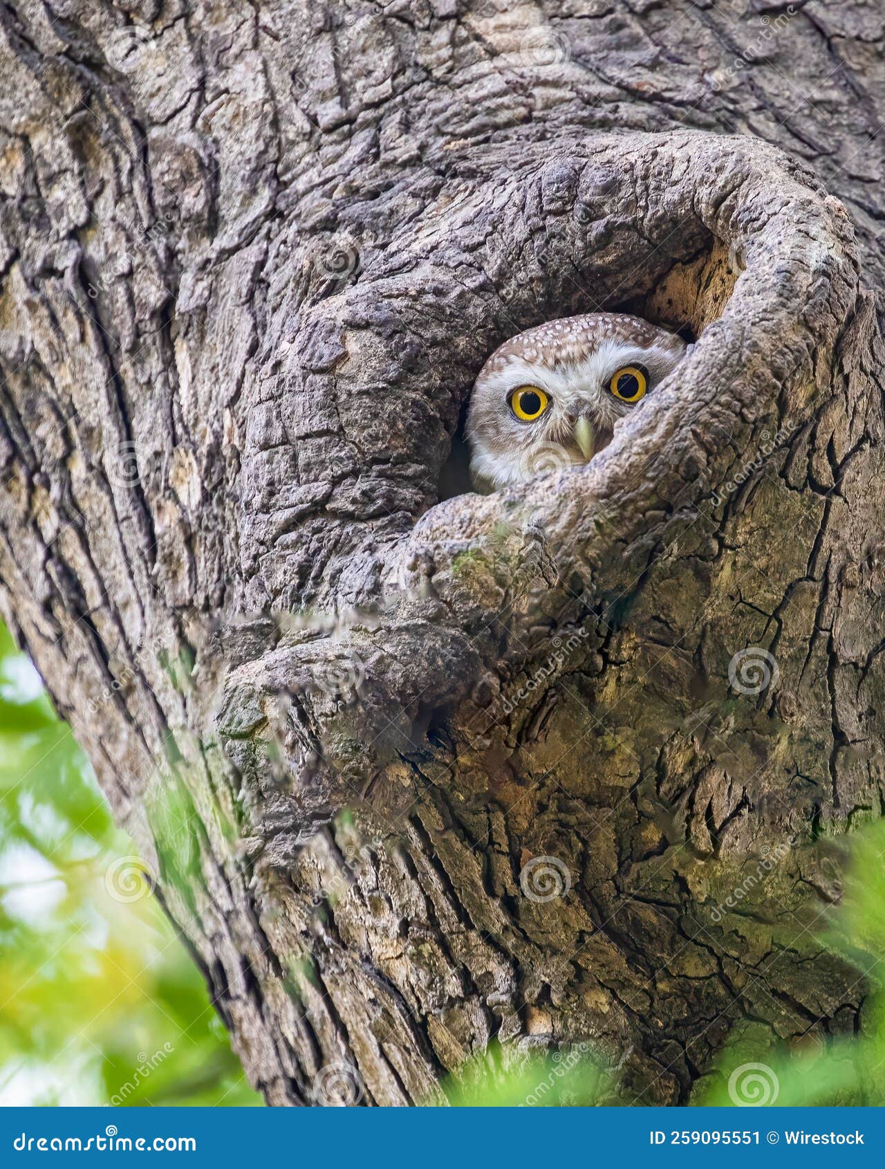 A Spotted owl in its nest stock image. Image of black - 259095551