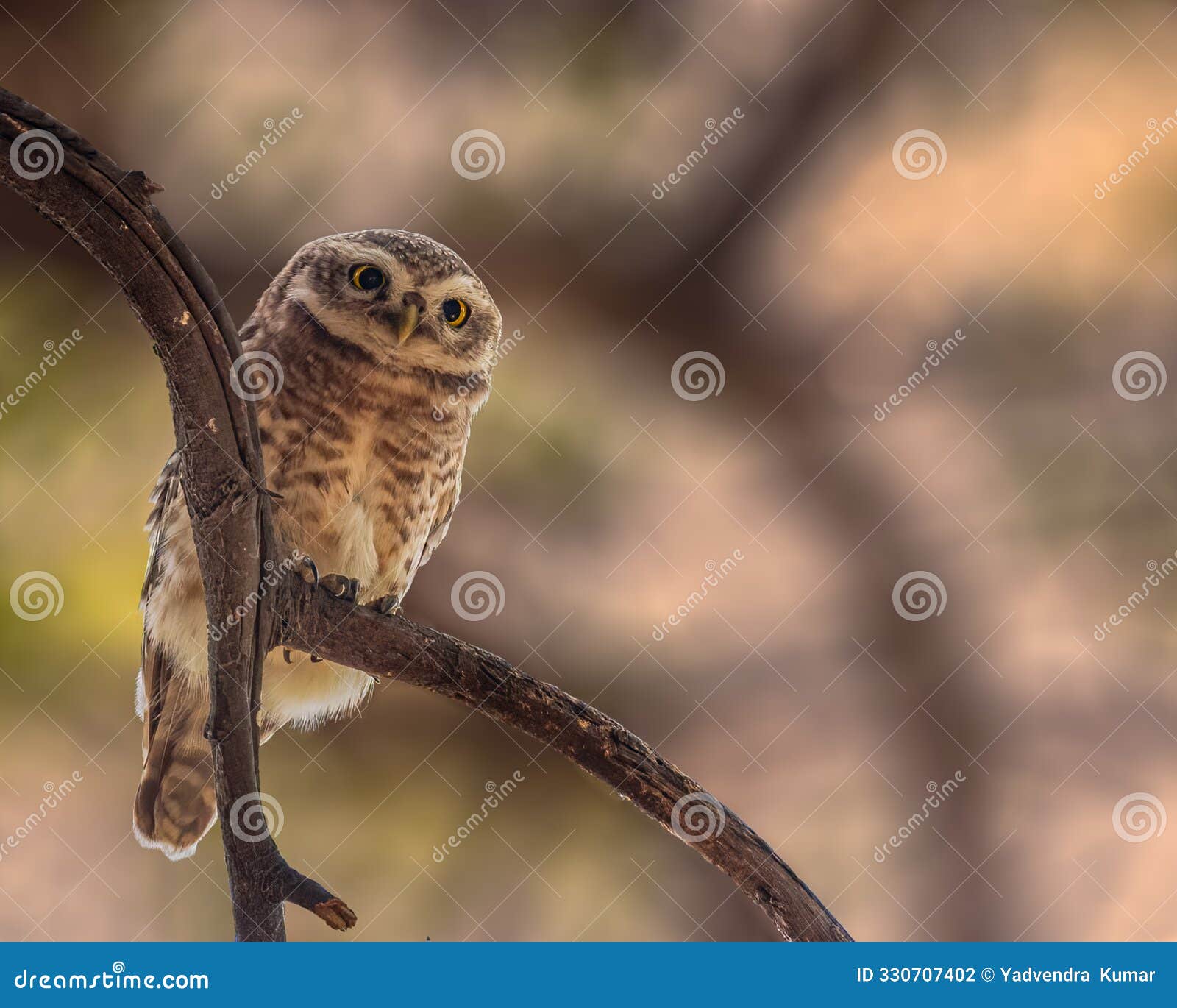 A Spotted Owl stock photo. Image of wildlife, watching - 330707402
