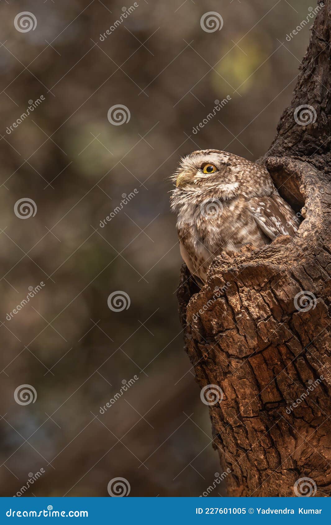 Spotted Owl Looking Up in Mood of Prayer Stock Image - Image of asia ...