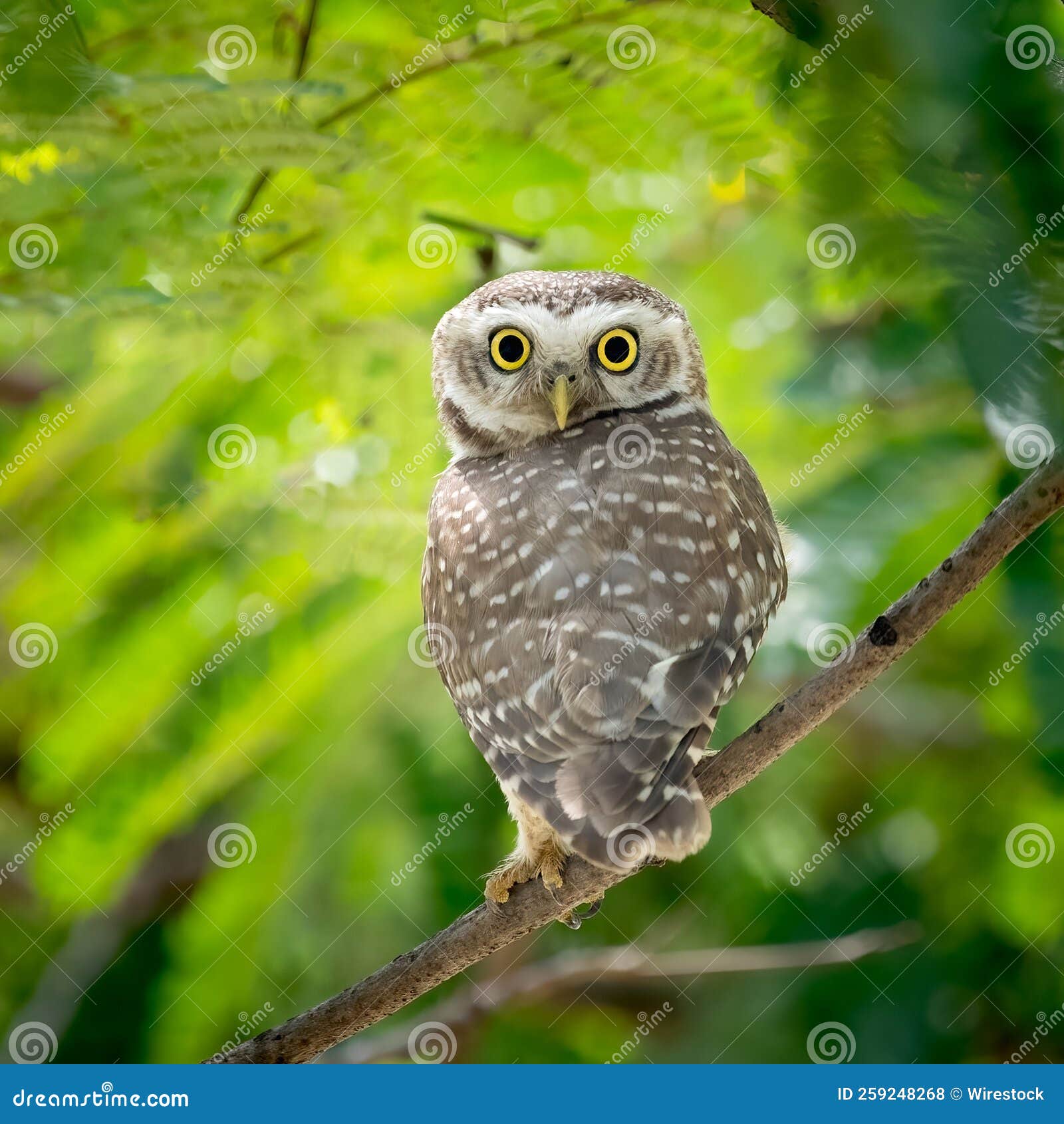 Spotted Owl with Neck Turning Stock Photo - Image of wildlife, bird ...