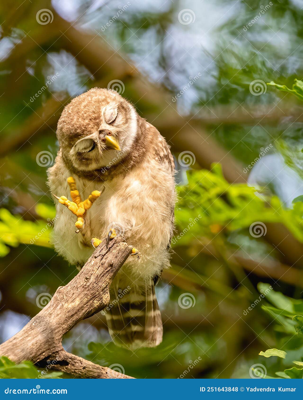 Spotted Owl in a Pose of Blessing Stock Photo - Image of wildlife ...
