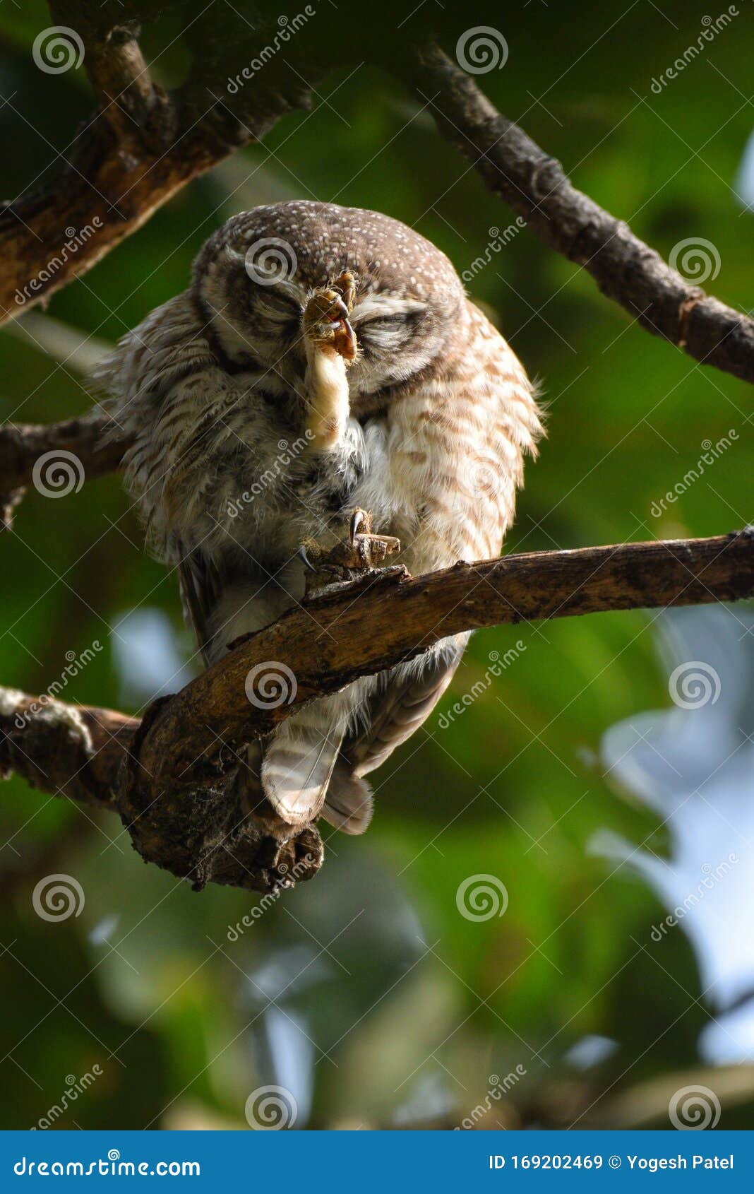 Spotted owl preening stock image. Image of ahmedabad - 169202469