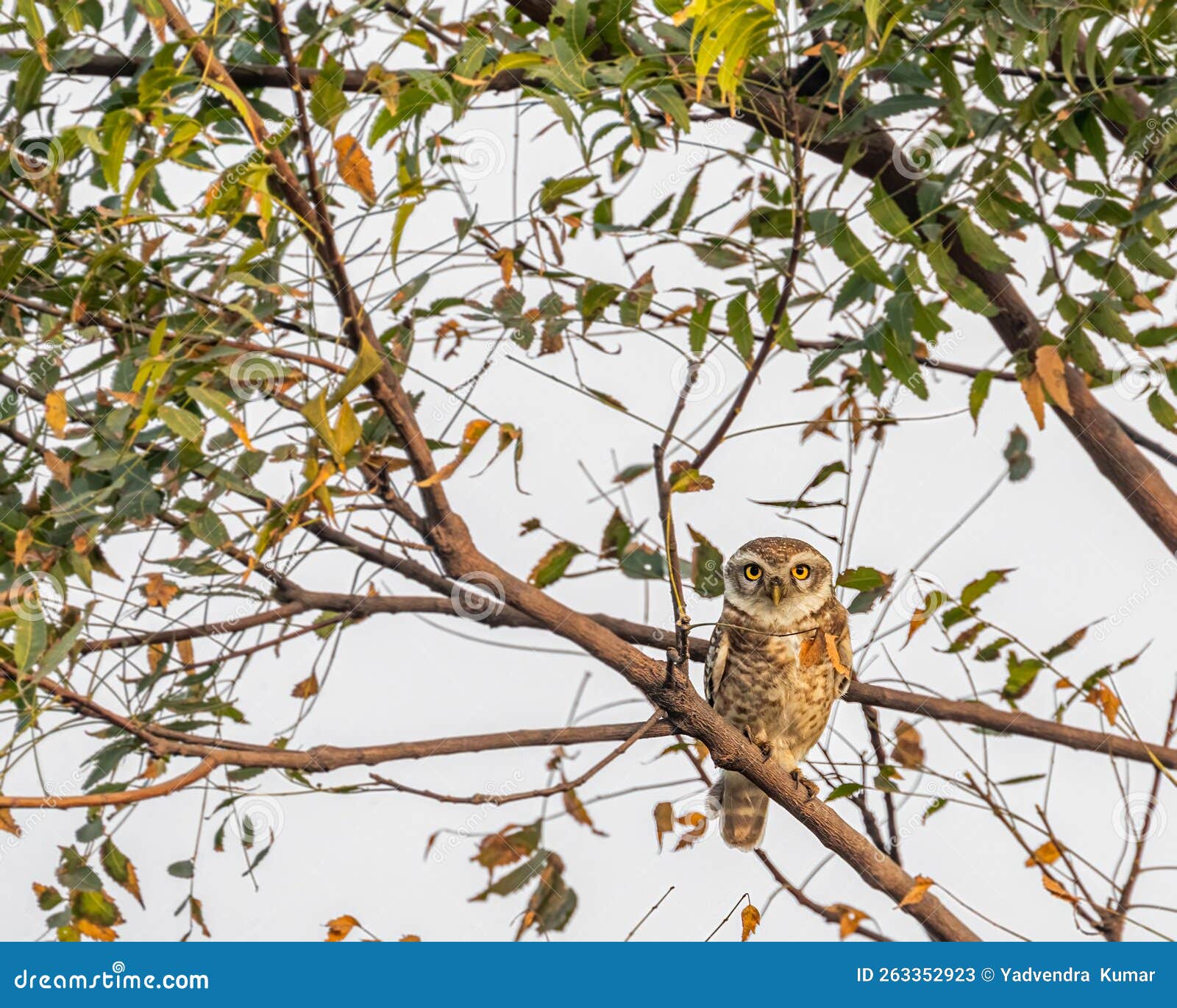 A Spotted owl resting stock image. Image of prey, white - 263352923
