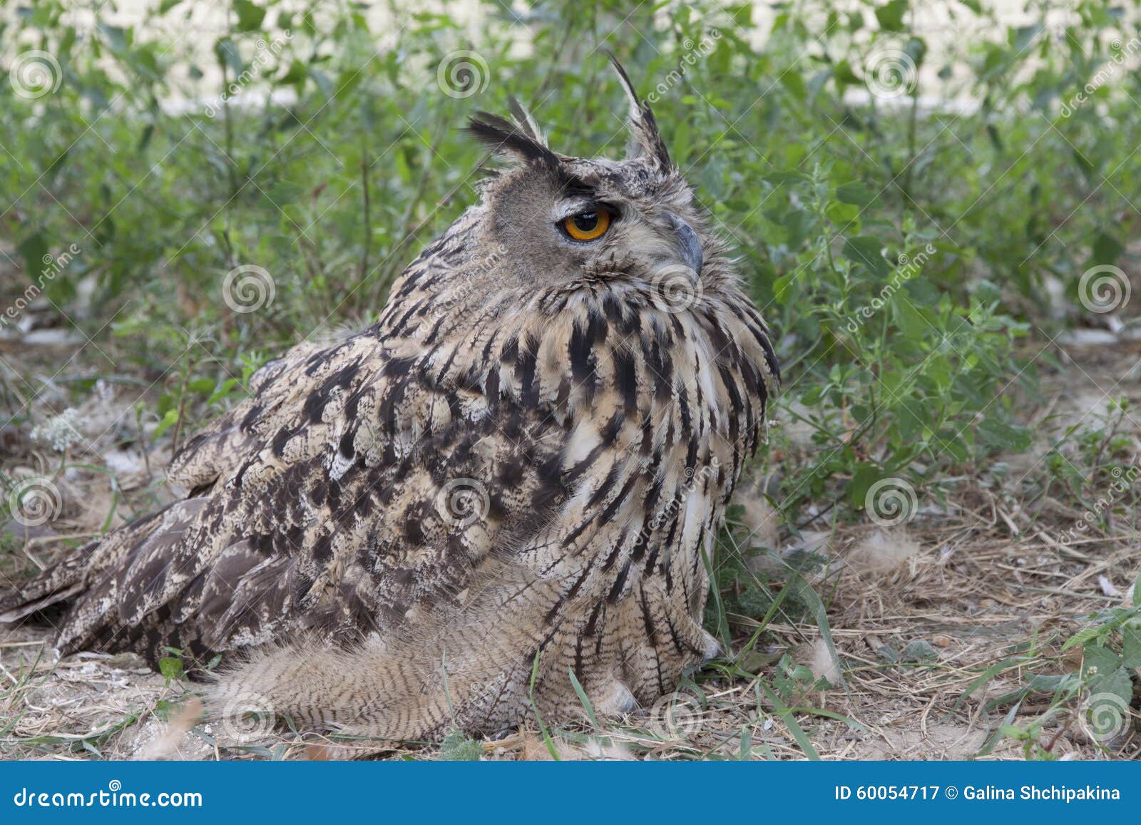 Spotted Owl Sitting in the Grass Stock Image - Image of long, sitting ...