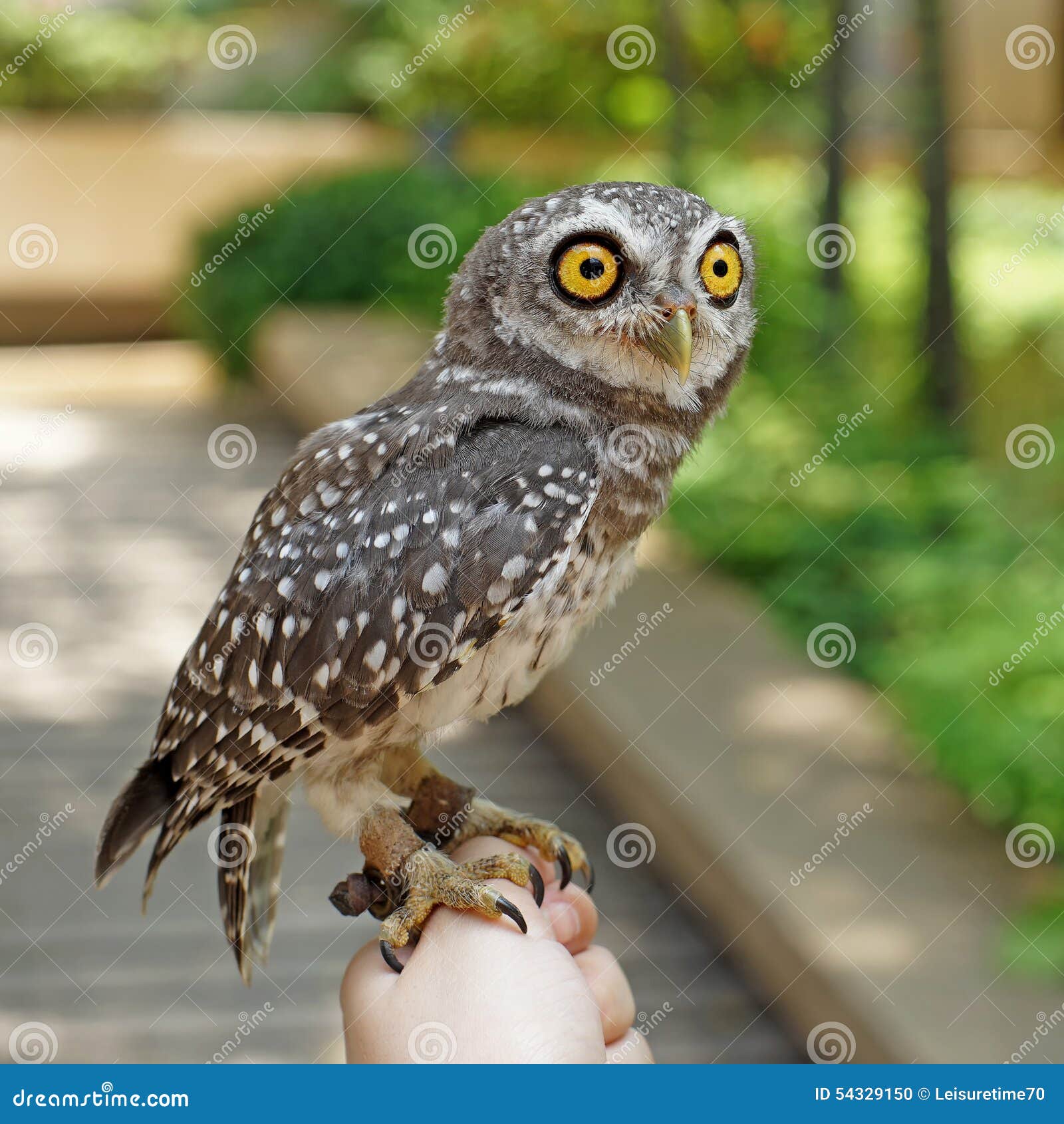 Spotted Owlet or Athene Brama Bird Stock Photo - Image of wing, animal ...