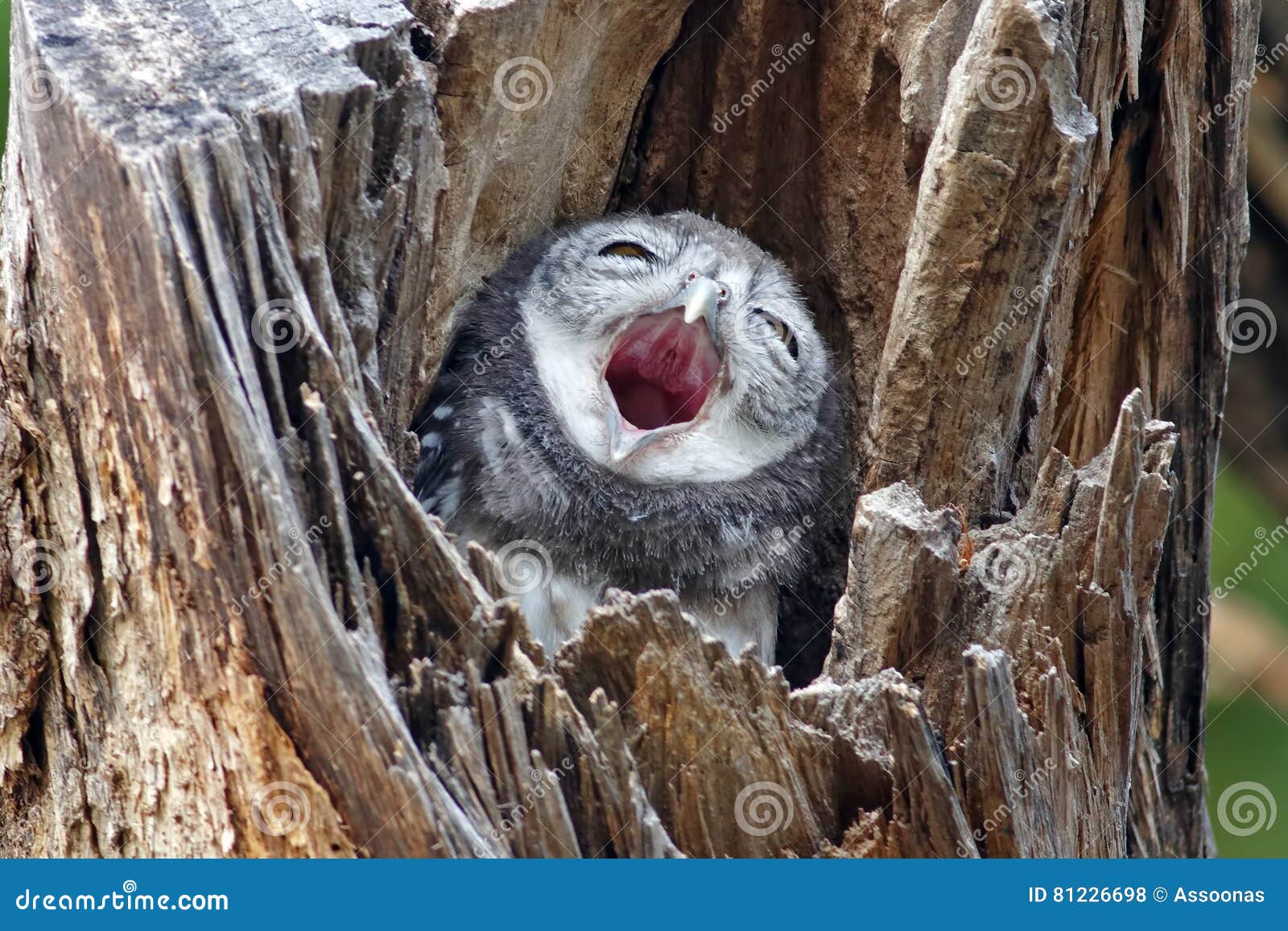 Spotted Owlet Athene Brama Bird in Tree Hollow Stock Photo - Image of ...