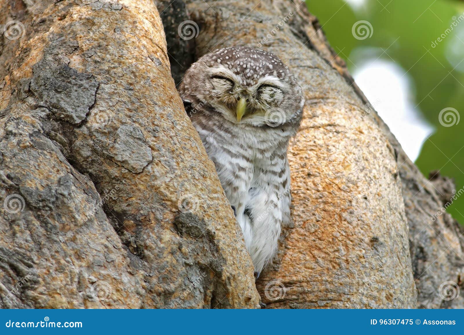Spotted Owlet Athene Brama Birds Sleeping in Tree Hollow Stock Image ...