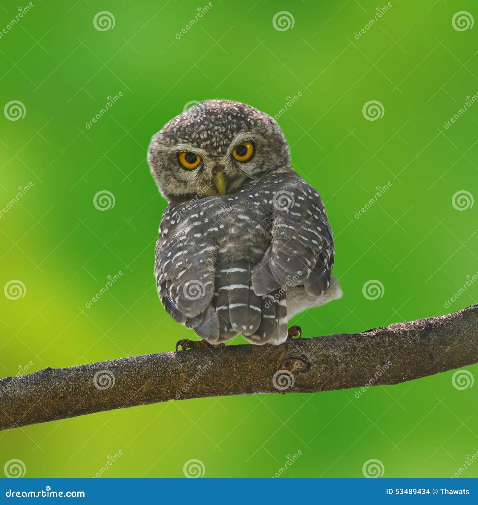Spotted owlet stock photo. Image of brown, claw, eastern - 53489434