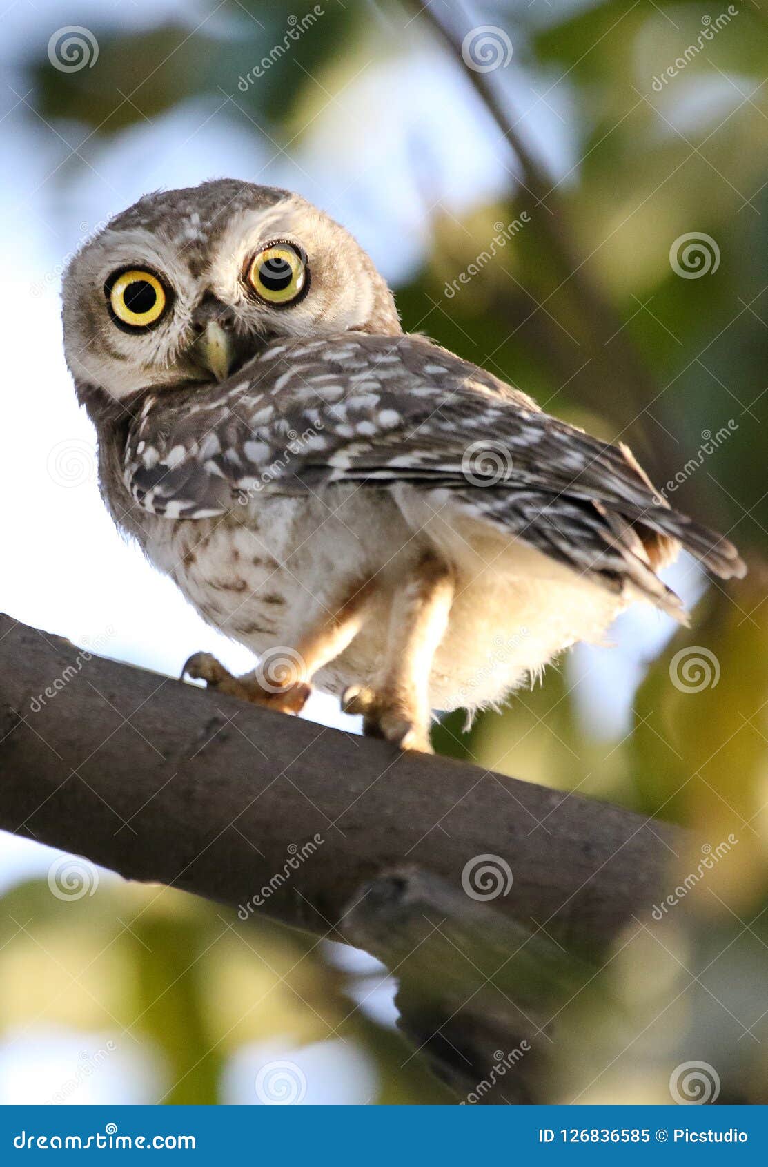 Spotted owlet stock image. Image of danger, feather - 126836585