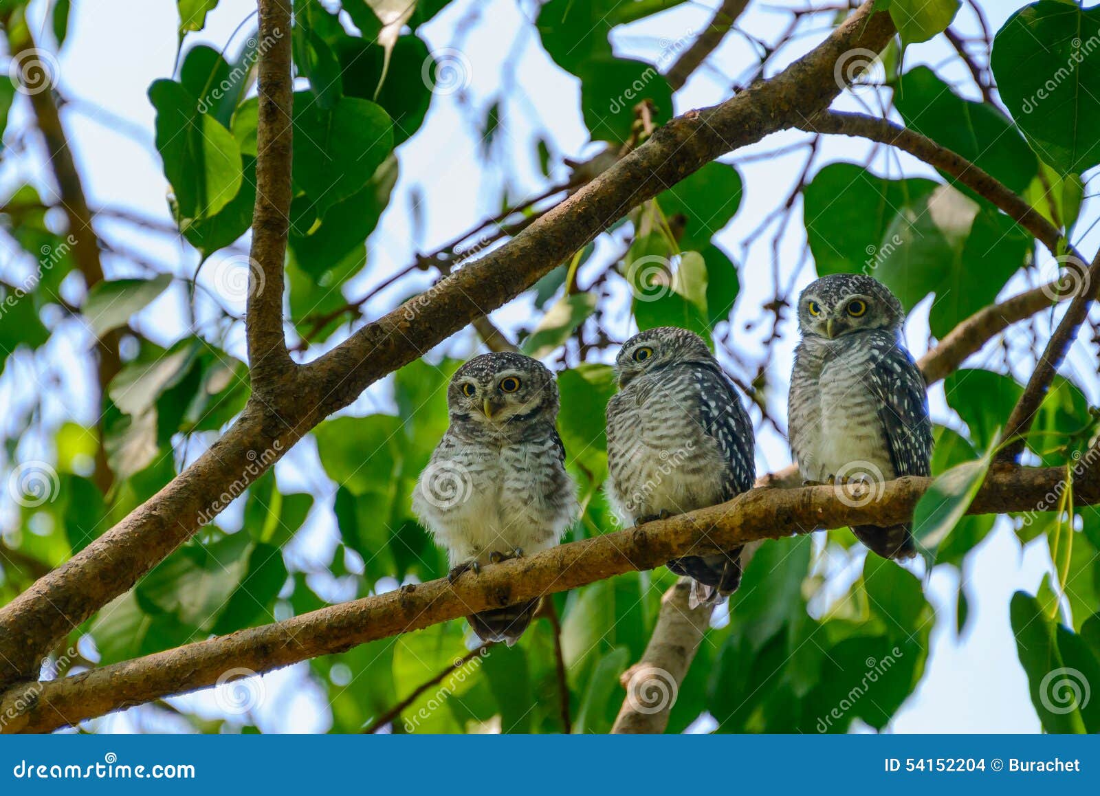 Spotted owlet family stock photo. Image of nature, terrain - 54152204