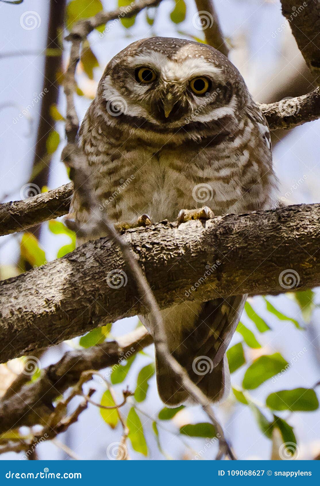 A Spotted Owlet Staring Directly at the Photographer Stock Image ...