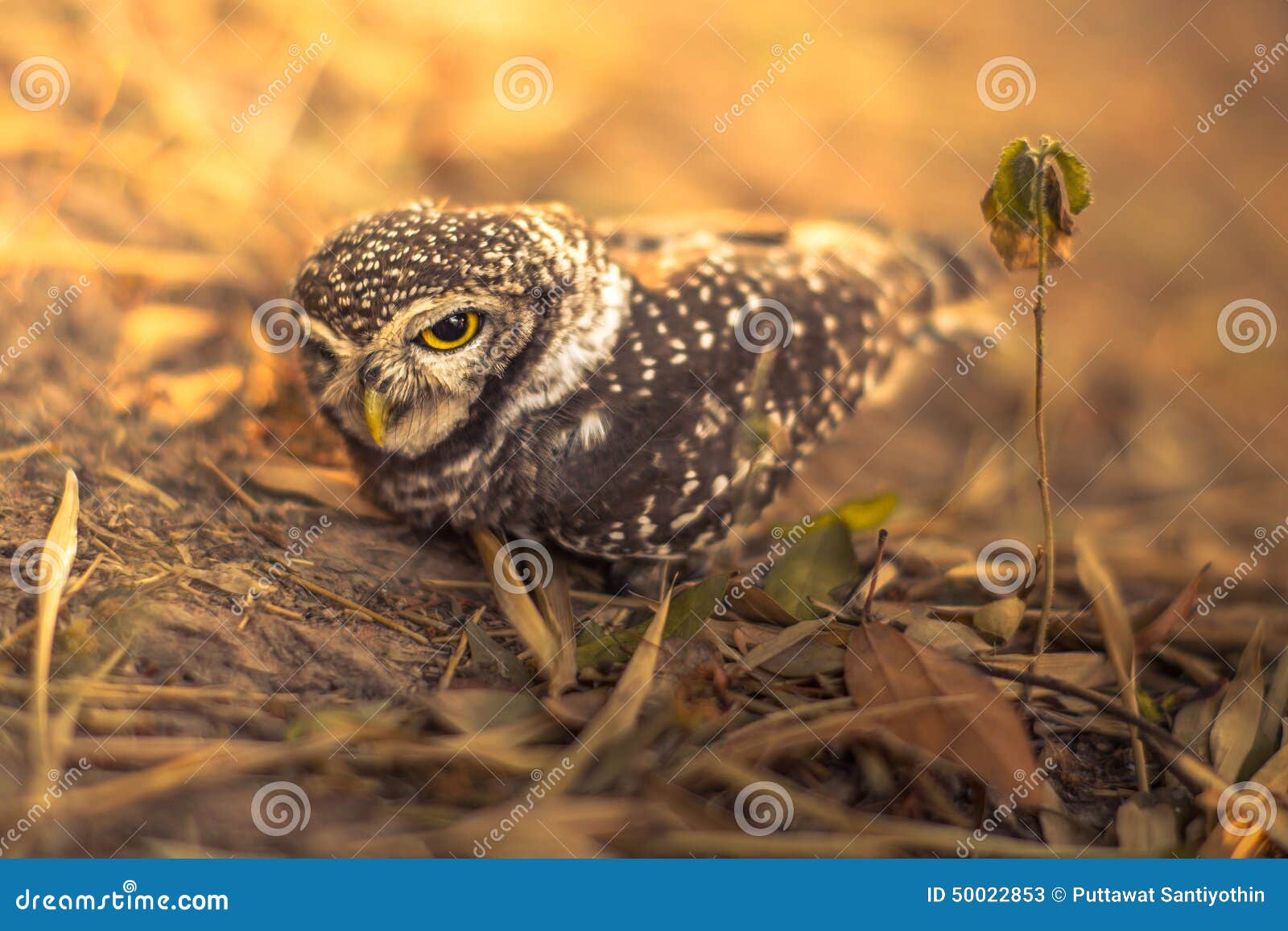 Spotted owlet stock image. Image of beautiful, green - 50022853