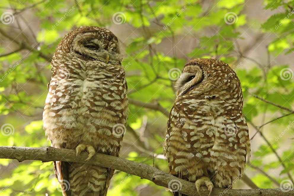 Spotted Owls stock photo. Image of pair, spotted, feathers - 20130160