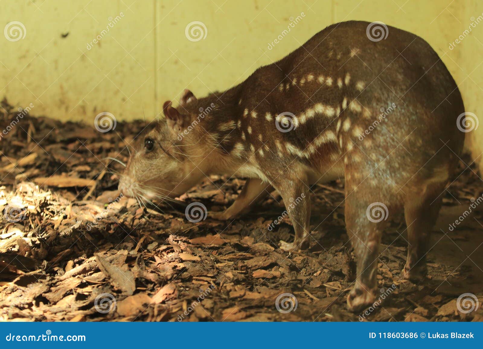 Spotted paca stock photo. Image of america, nature, lowland - 118603686