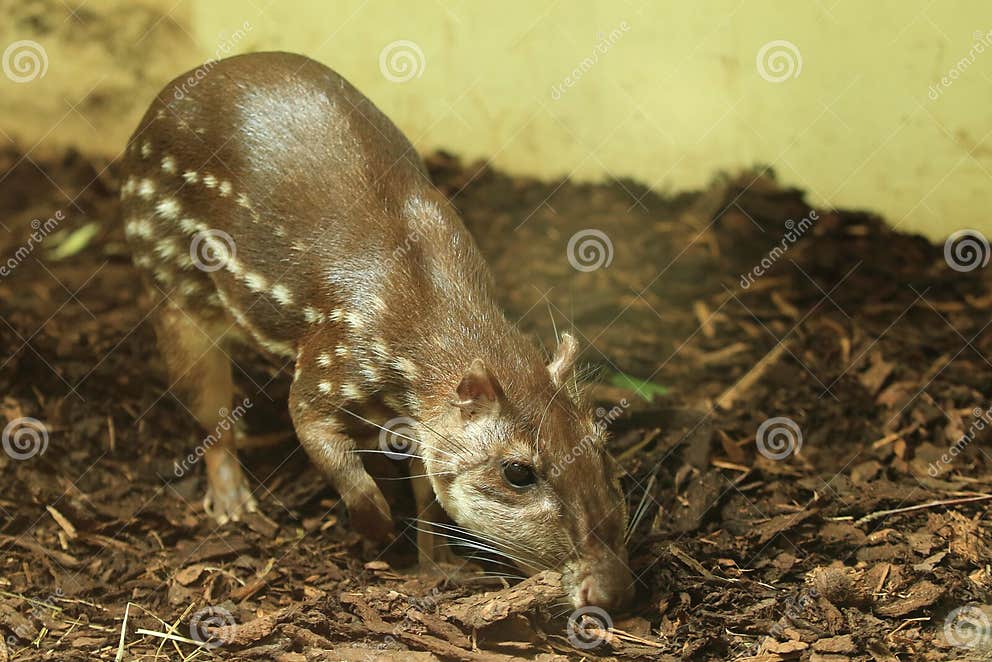 Spotted paca stock image. Image of cuniculus, mammal - 118603681