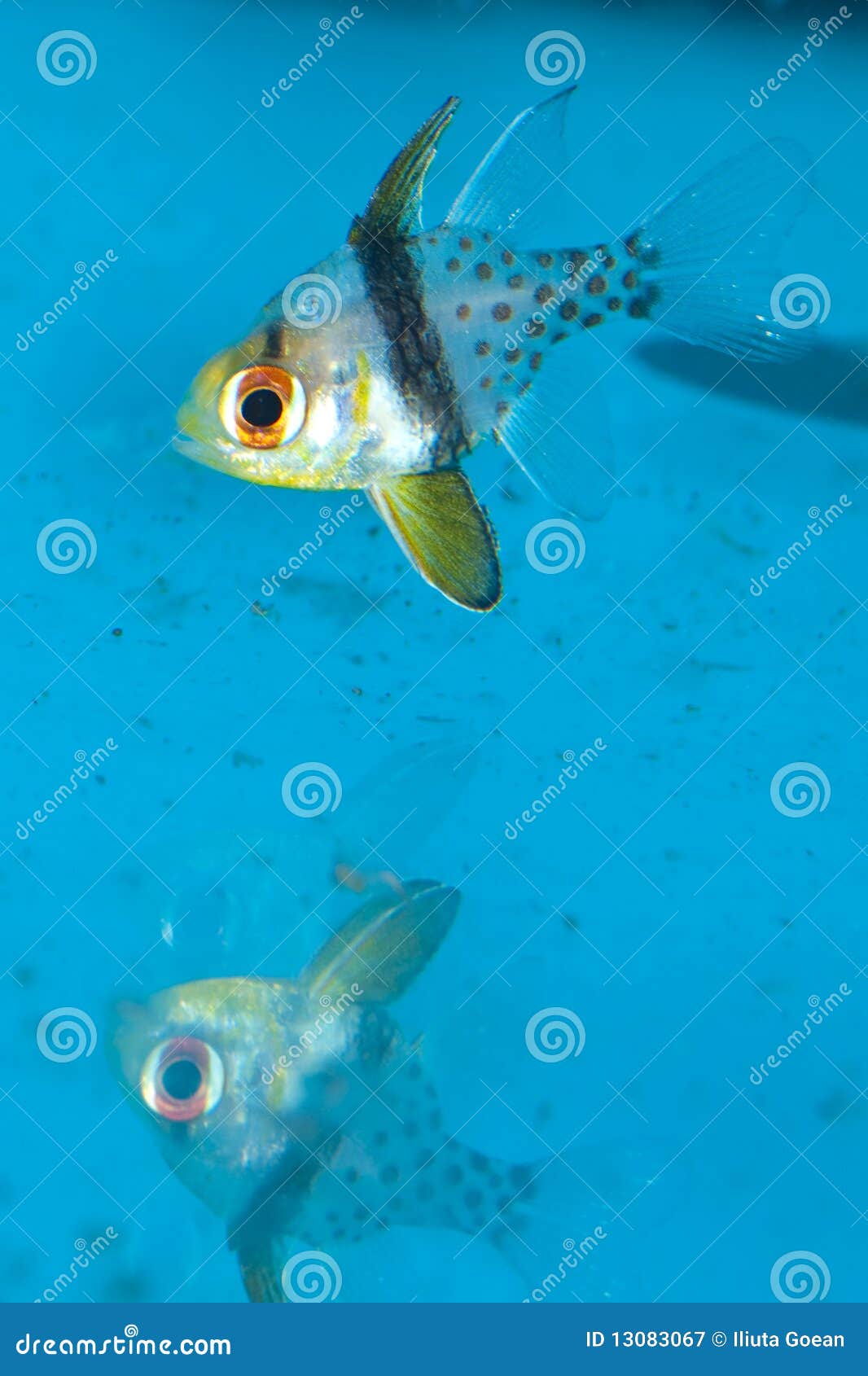 Spotted or Pajama Cardinalfish in Aquarium Stock Image - Image of ...