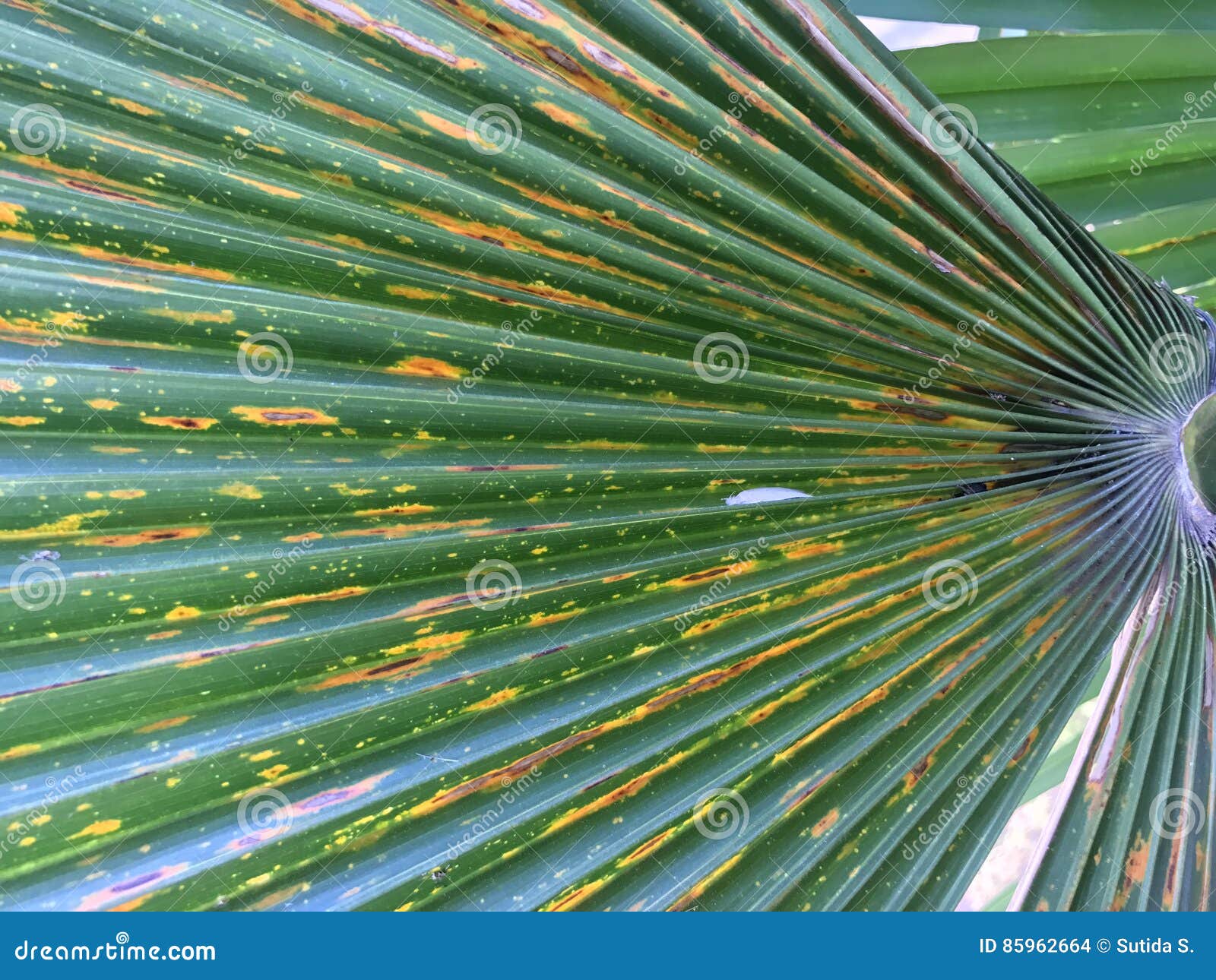 Spotted palm leaf stock photo. Image of textured, plant - 85962664