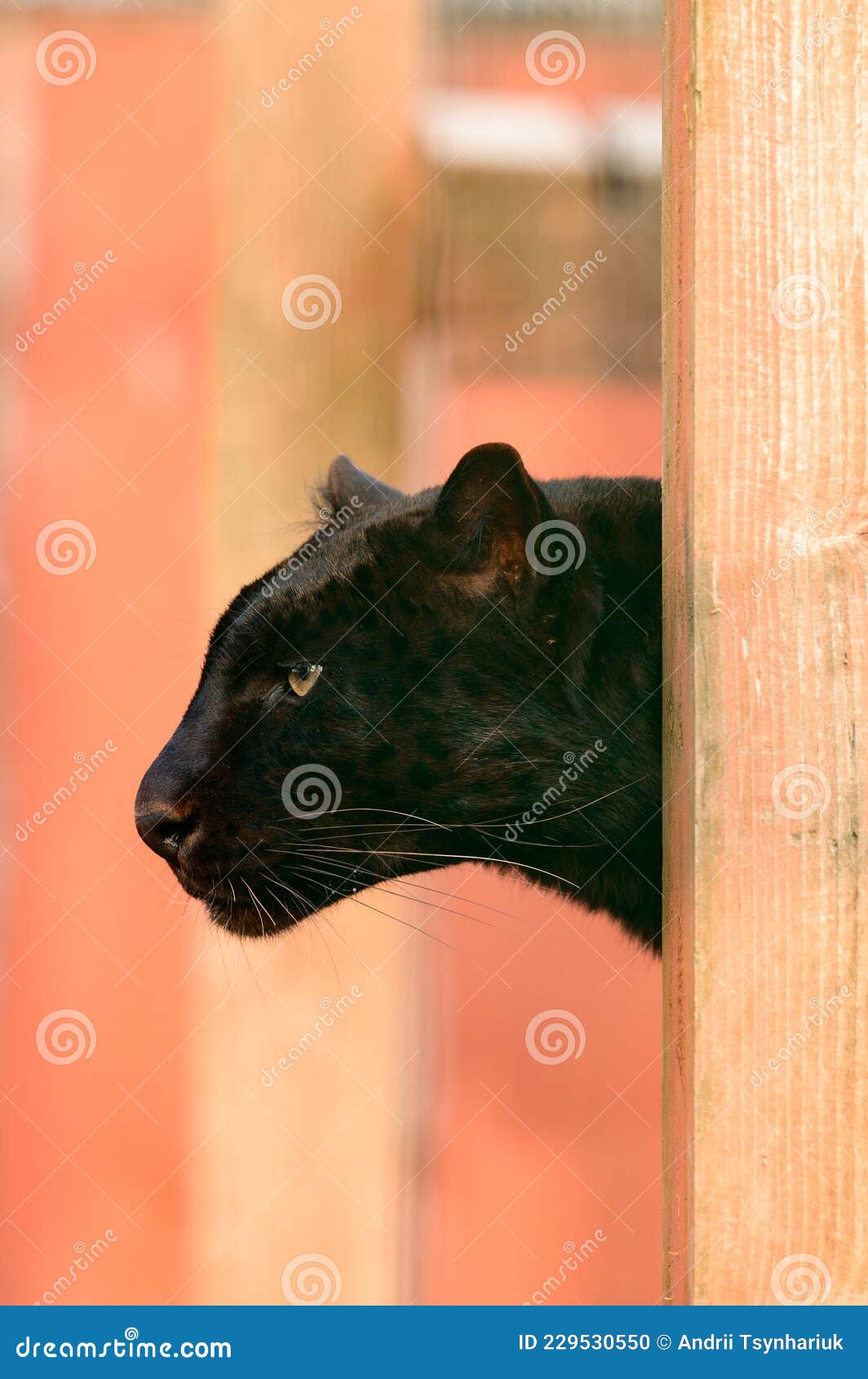 Spotted Panther, Dangerous Predator, Panther in the Zoo. Stock Photo ...