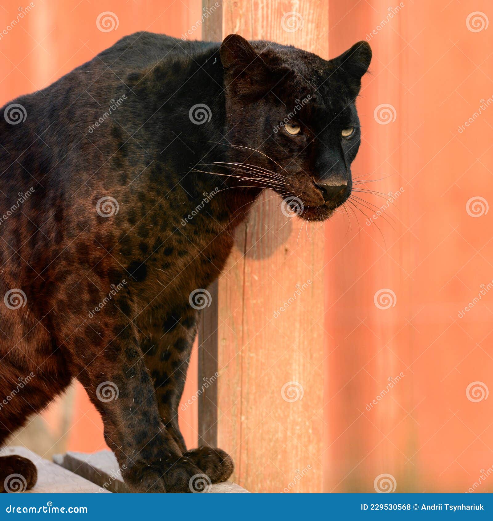 Spotted Panther, Dangerous Predator, Panther in the Zoo. Stock Photo ...