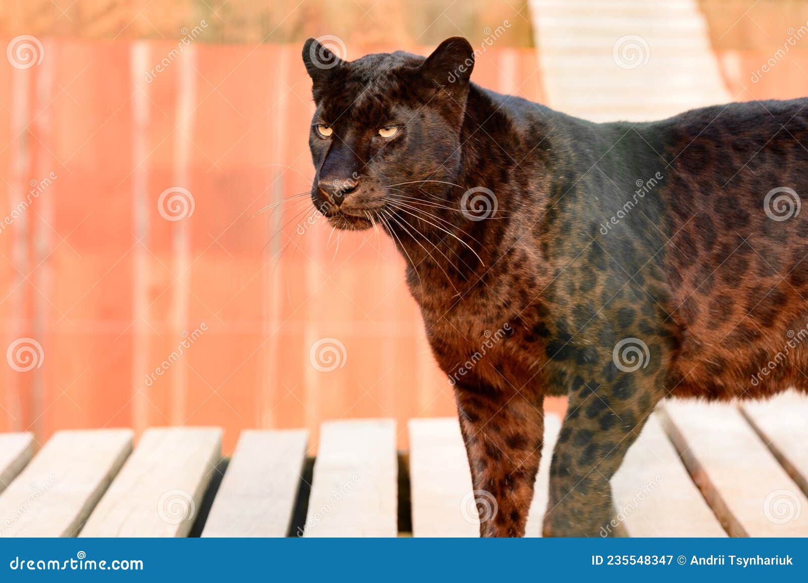 Spotted Panther, Dangerous Predator, Panther in the Zoo. Stock Image ...