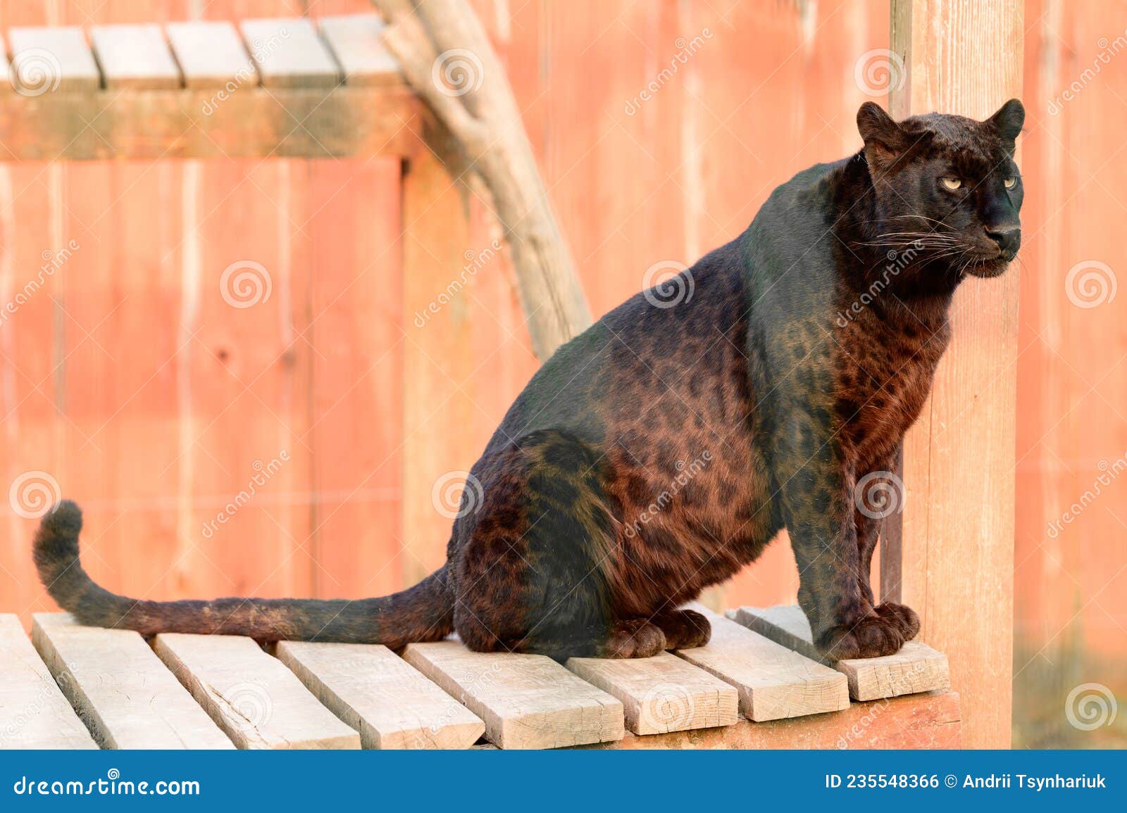 Spotted Panther, Dangerous Predator, Panther in the Zoo. Stock Photo ...