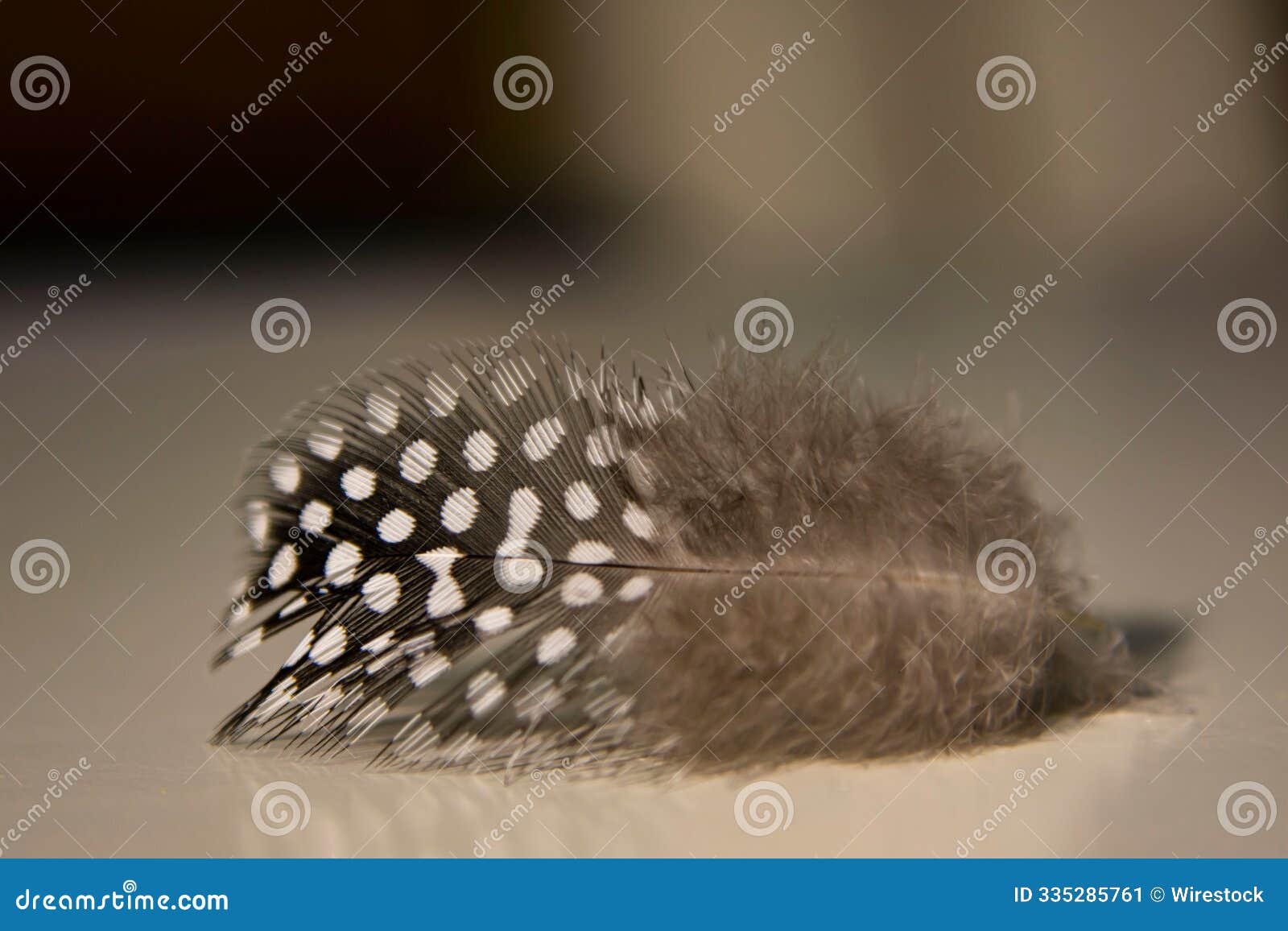 Spotted Partridge Feather Lying on the Ground Stock Illustration ...