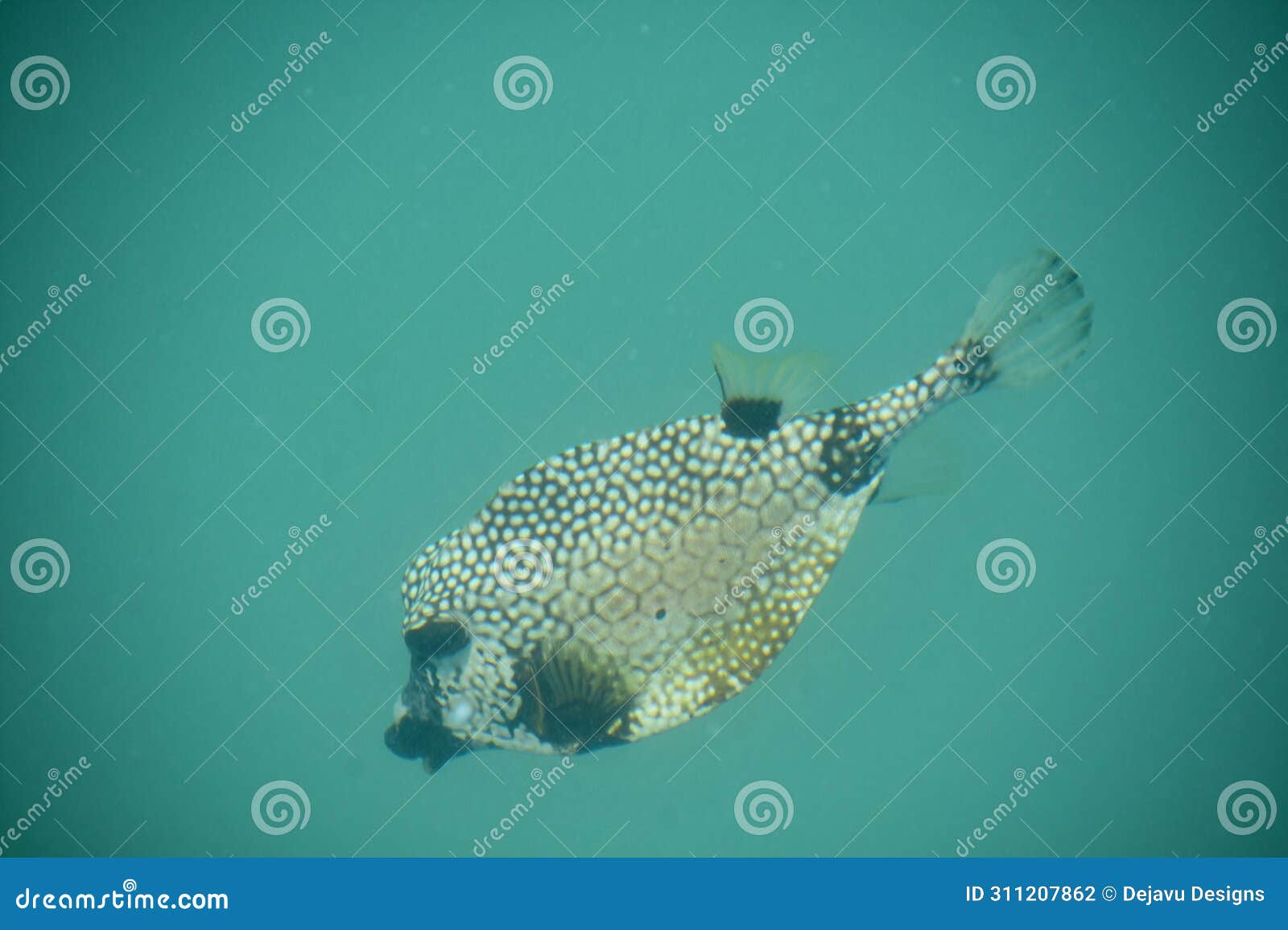 Spotted Pattern on a Puffer Fish Underwater Stock Photo - Image of ...