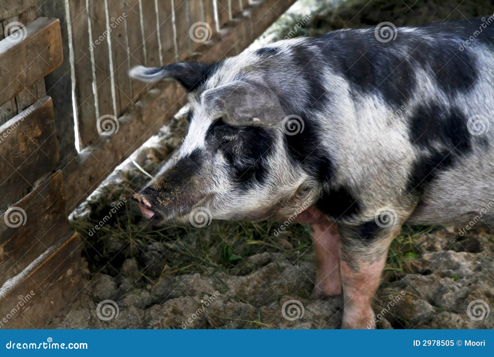 Spotted pig stock image. Image of pigtail, tail, ears - 2978505