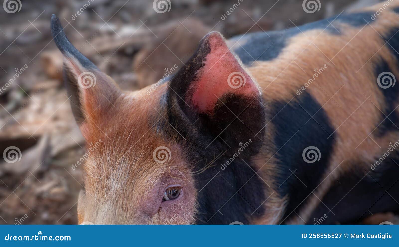 Spotted Pig Eye and Ears in Macro View Stock Image - Image of barn ...