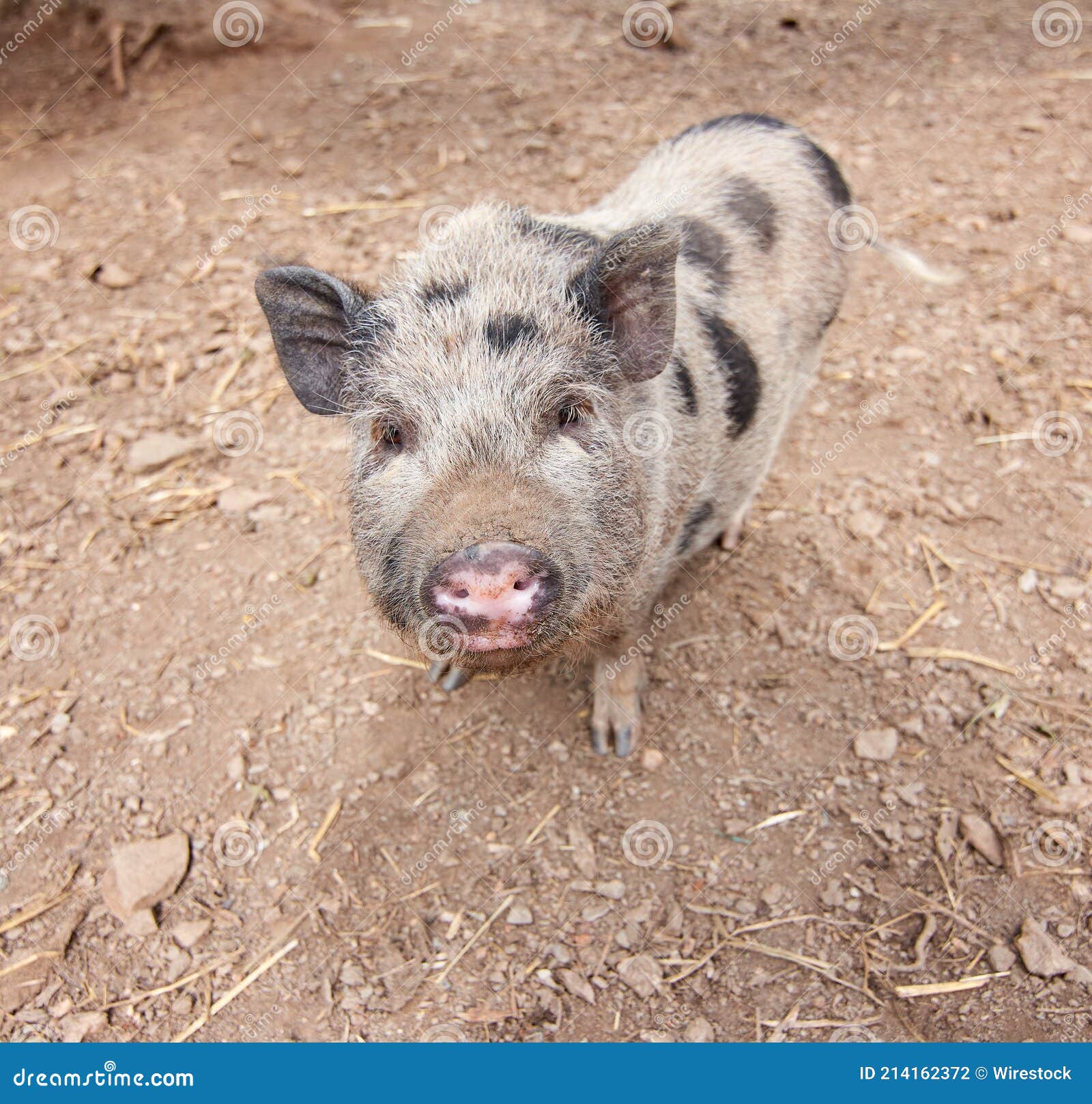 Spotted pig in a farmland stock photo. Image of rural - 214162372