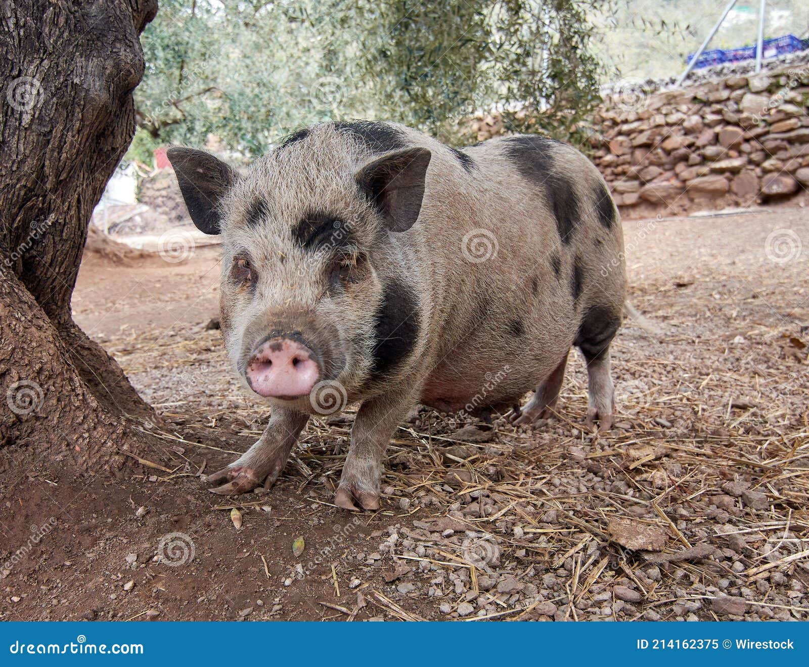 Spotted pig in a farmland stock image. Image of spotted - 214162375