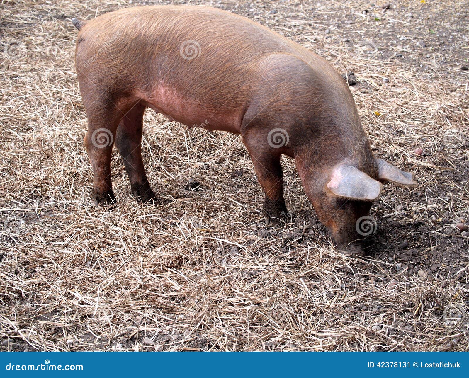 Spotted Pig stock image. Image of mammal, oink, meat - 42378131