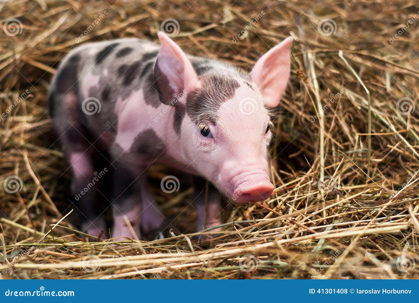 Spotted pig stock photo. Image of domestic, mammal, food - 41301408