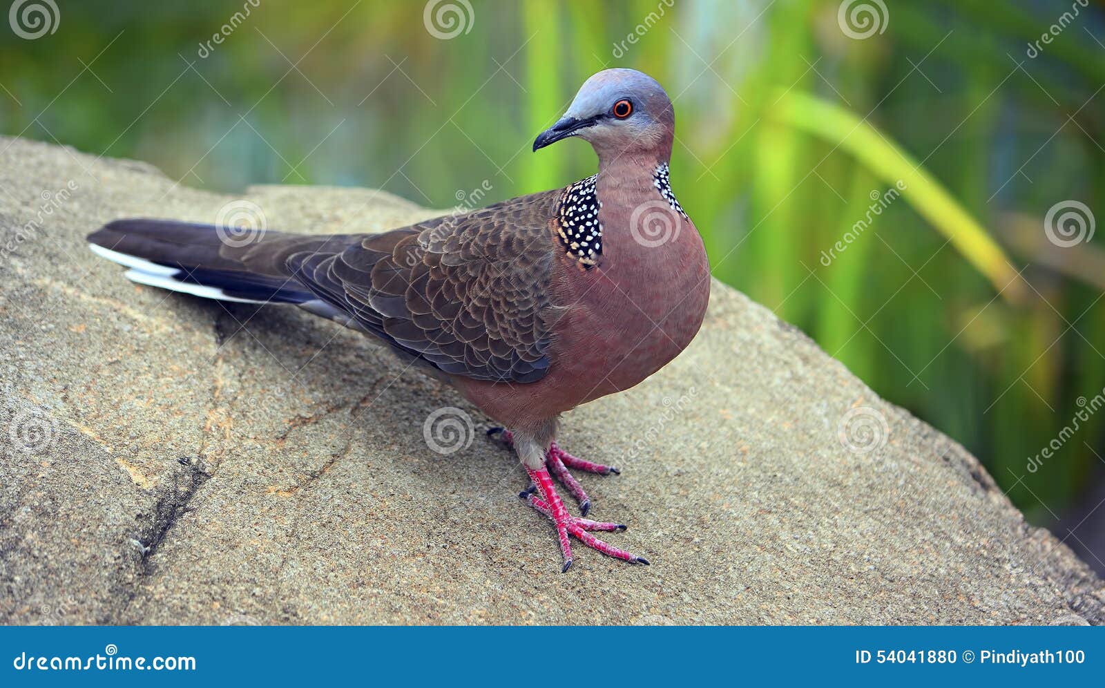 Spotted pigeon or dove stock photo. Image of dove, bird - 54041880