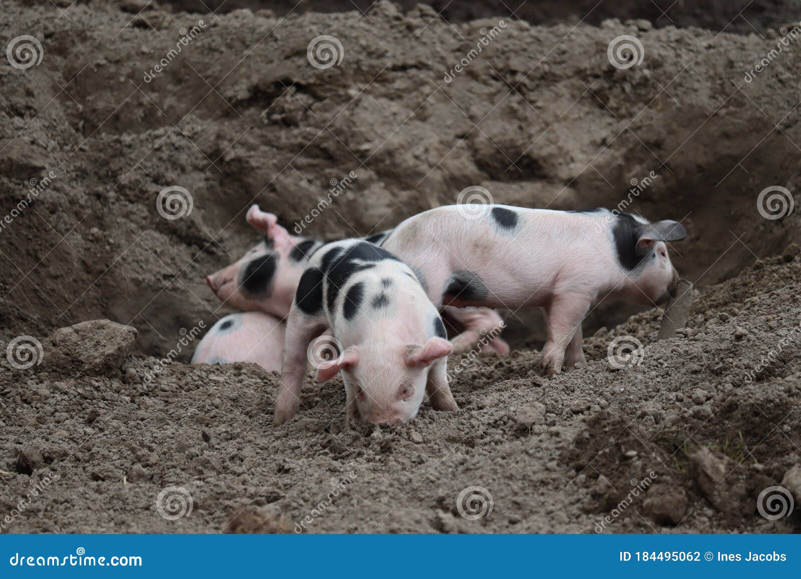 Piglets in mud stock photo. Image of playing, farm, rose - 184495062