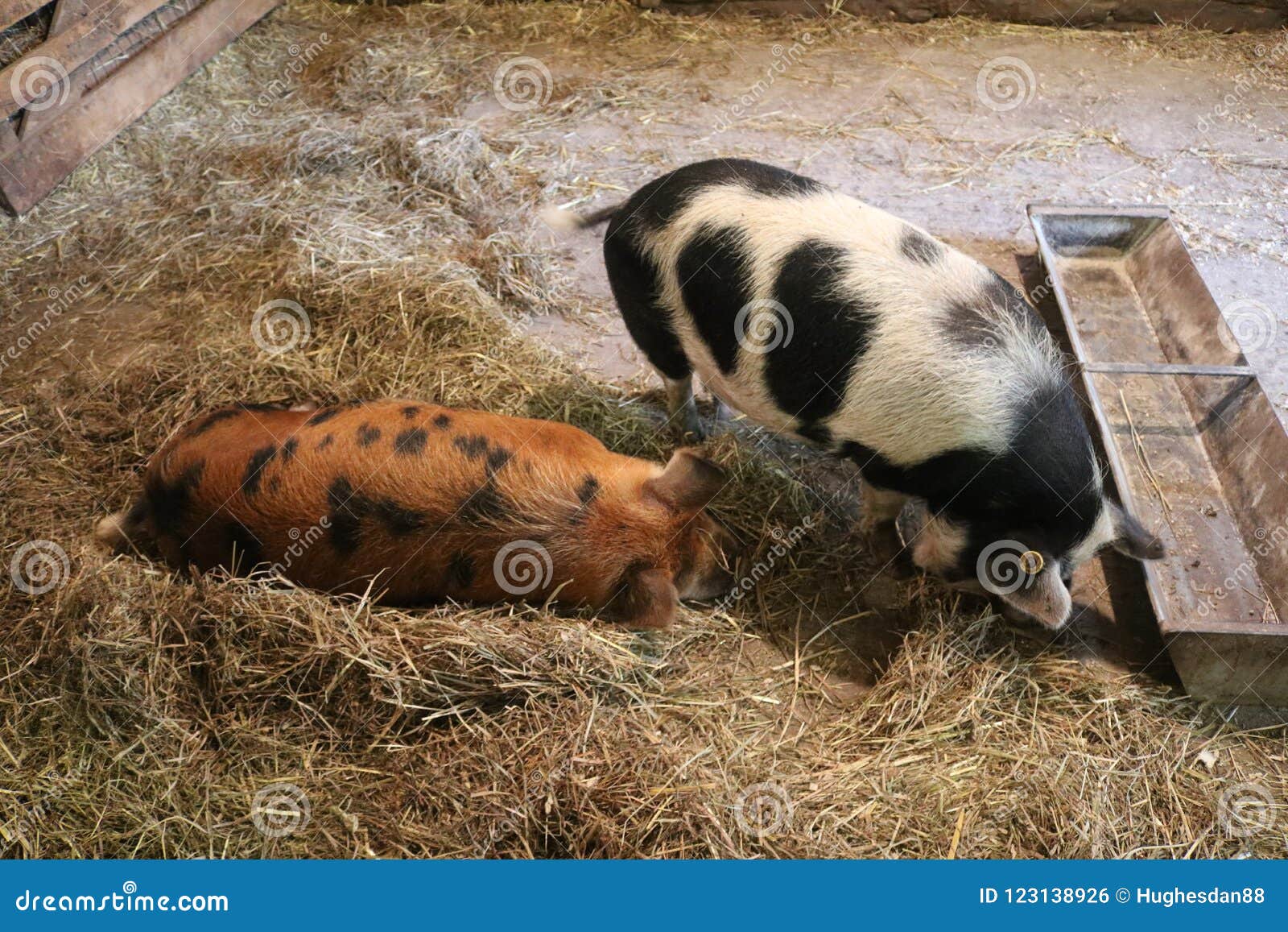 Spotted pigs in sty stock photo. Image of parlor, farmhouse - 123138926