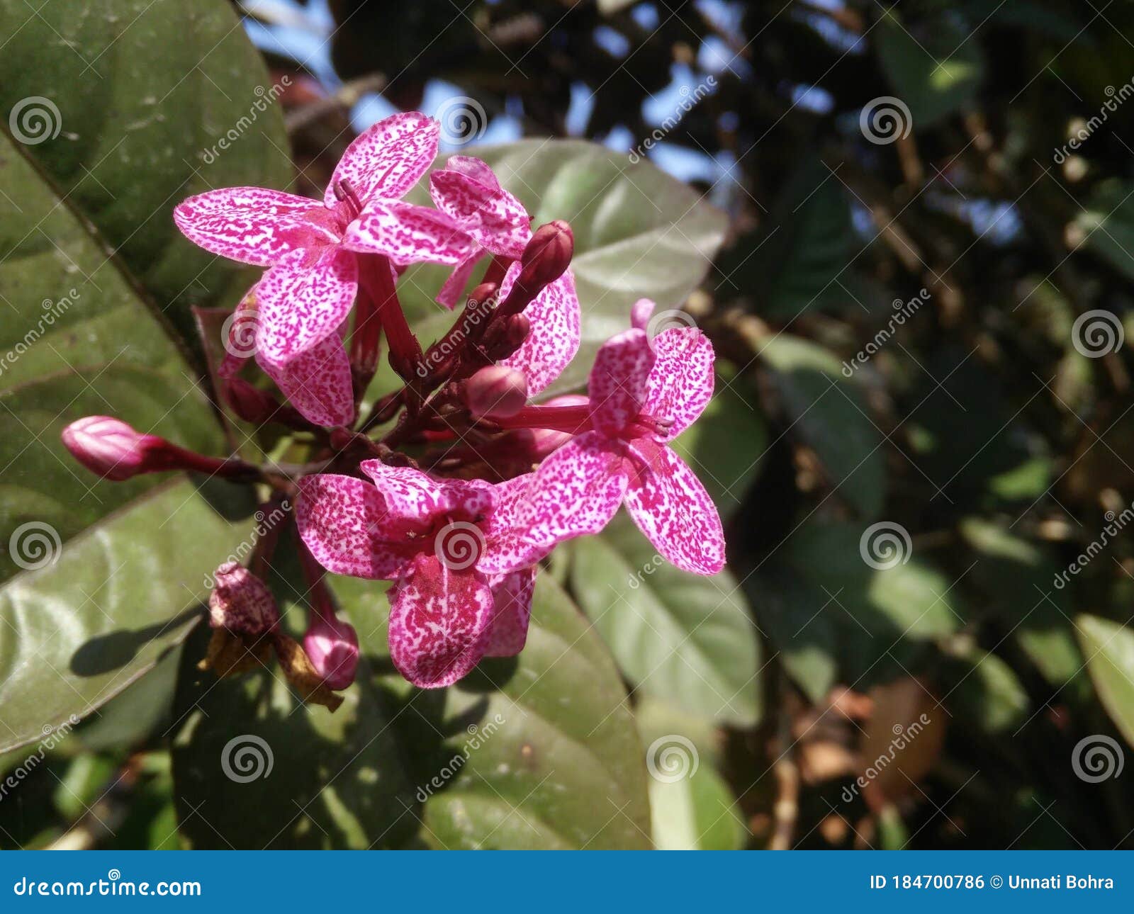 Spotted Pink Lady Beetle - Coleomegilla Maculata Stock Photography ...