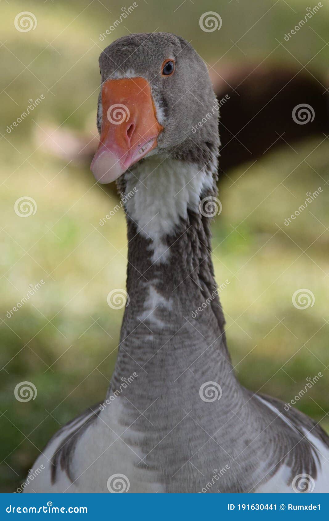 Spotted pomeranian Goose stock image. Image of colored - 191630441
