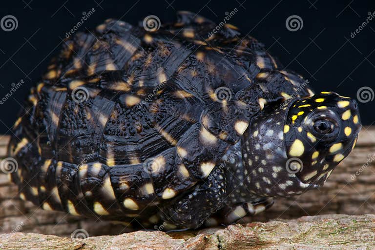 Spotted pond turtle stock photo. Image of black, turtle - 24142756