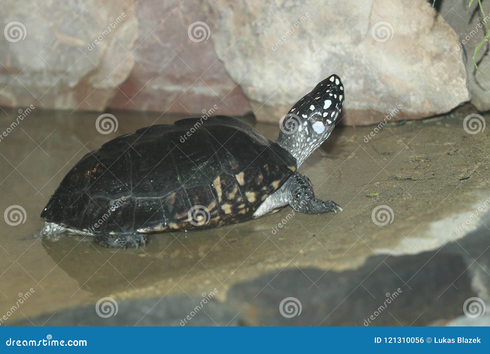 Spotted Pond Turtle Black Pond Turtle, Indian Spotted Turtle Is ...