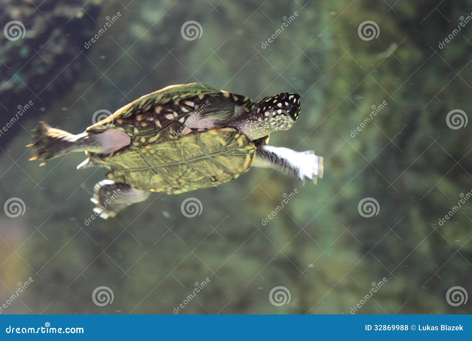 Spotted Pond Turtle Black Pond Turtle, Indian Spotted Turtle Is ...