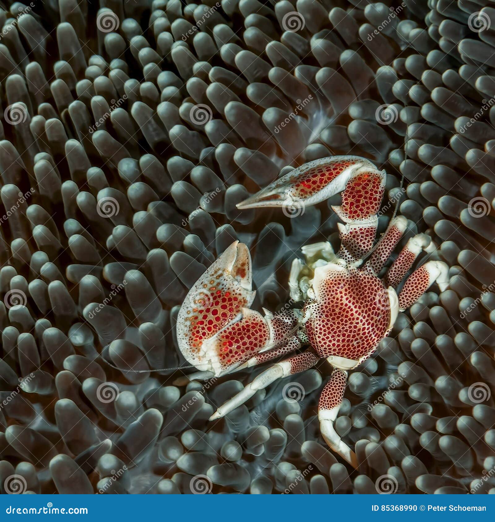 Spotted porcelain crab stock photo. Image of porcelain - 85368990