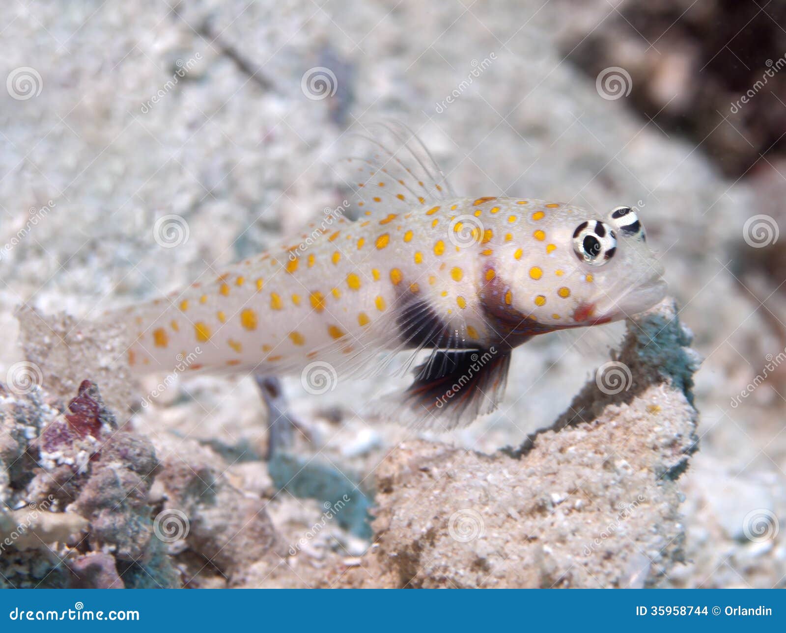 Spotted prawn-goby stock photo. Image of bohol, underwater - 35958744
