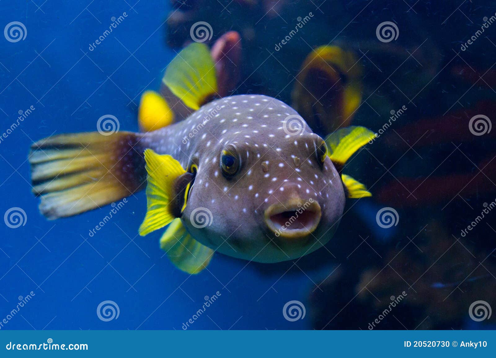 Spotted Puffer Fish stock photo. Image of spots, fins - 20520730