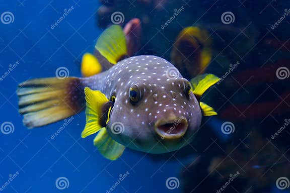 Spotted Puffer Fish stock photo. Image of spots, fins - 20520730